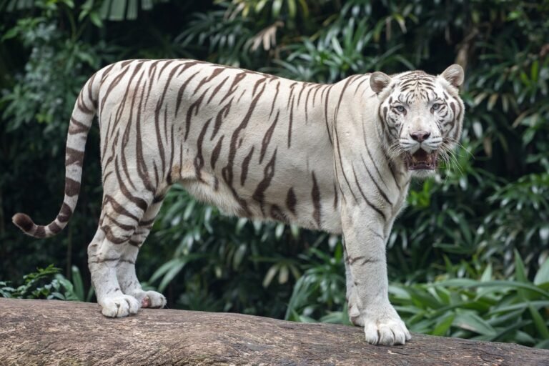 11 Most Attractive Animals on the Planet - Good life begin